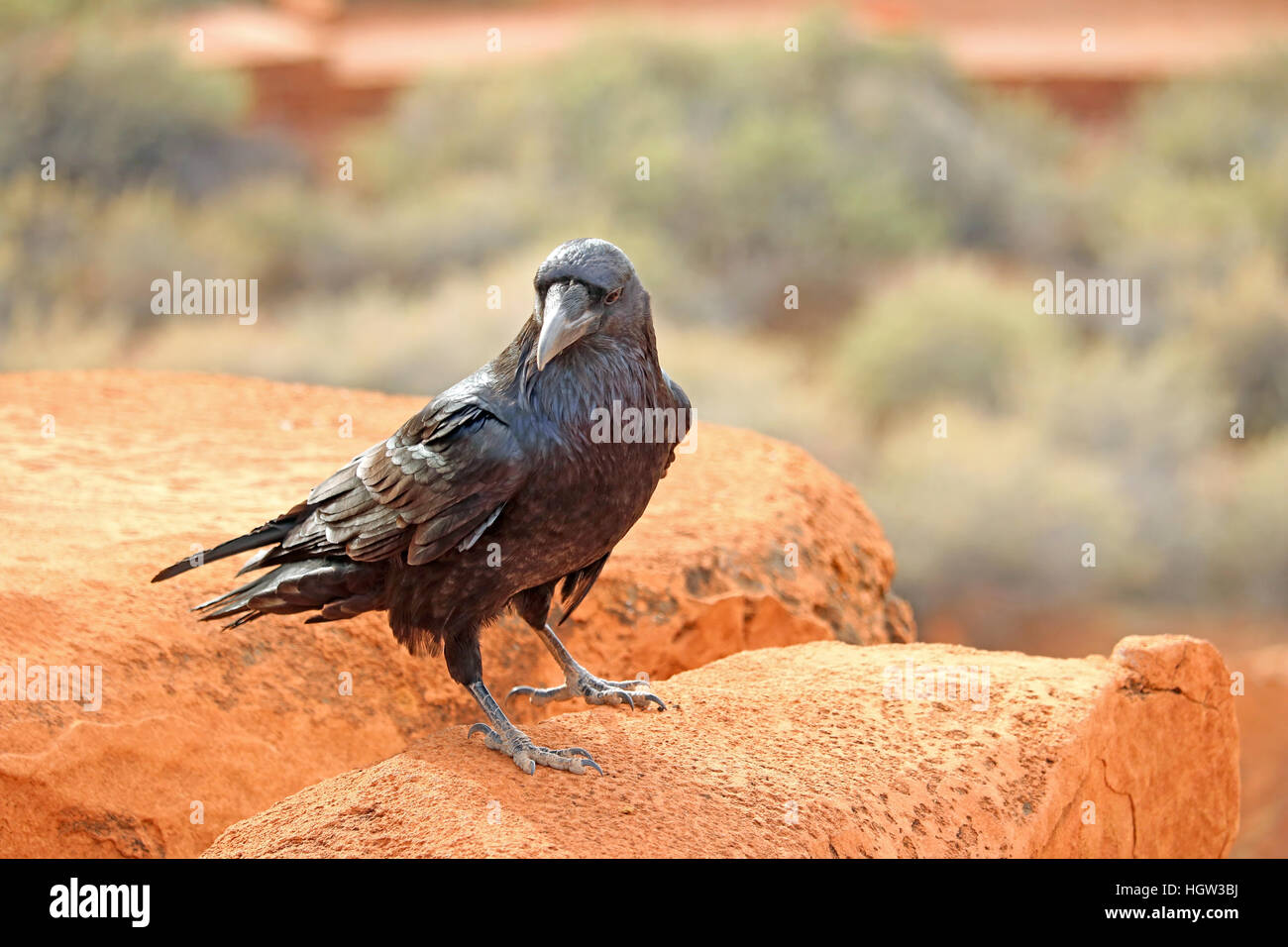 Raven Corvus corax perched on sandstone boulder while scavenging for ...