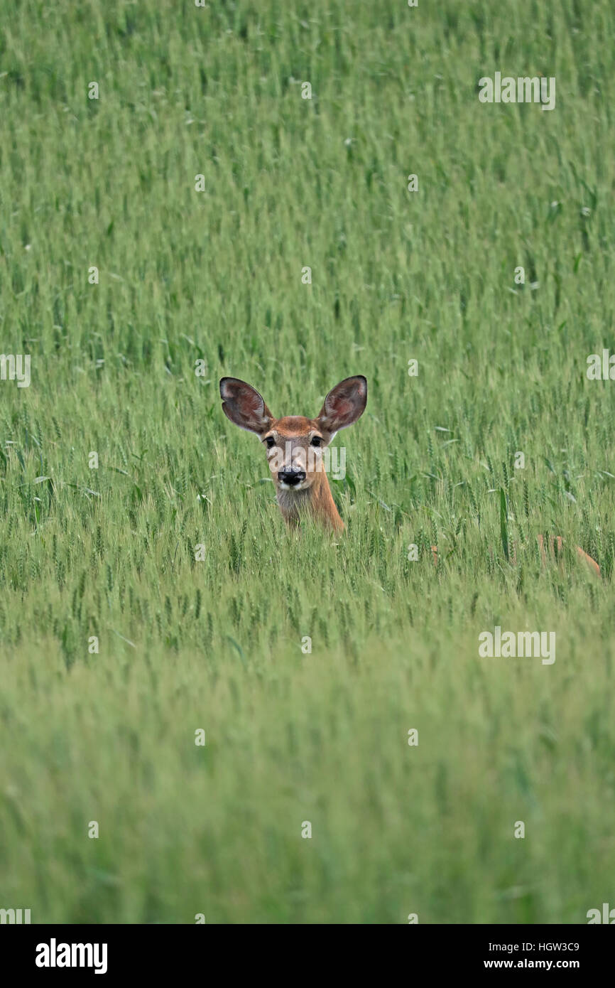 A whitetail deer with its ears erect for listening stares out from ...