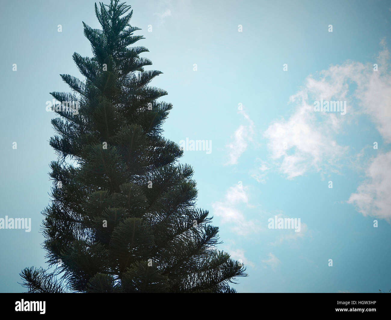 Pine tree with blue sky background Stock Photo - Alamy