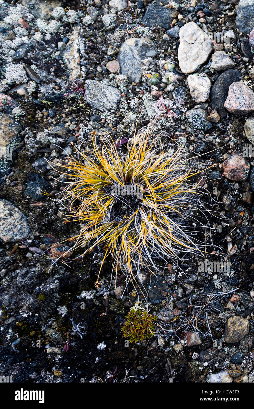 Tussock grass backgrounds hi-res stock photography and images - Alamy