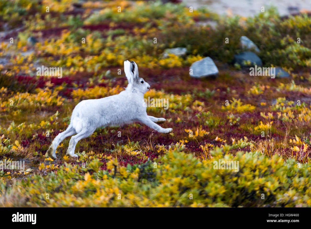 Arctic hare running hi-res stock photography and images - Alamy