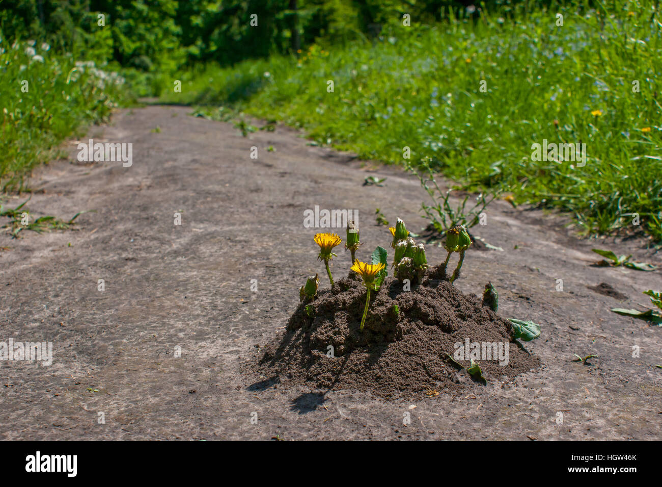 the small anthill with flowers on the winding footpath Stock Photo - Alamy