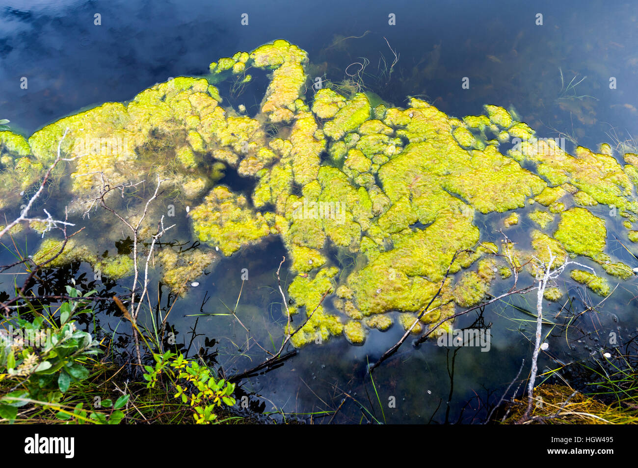 An algae colony growing in an alpine pond Stock Photo - Alamy