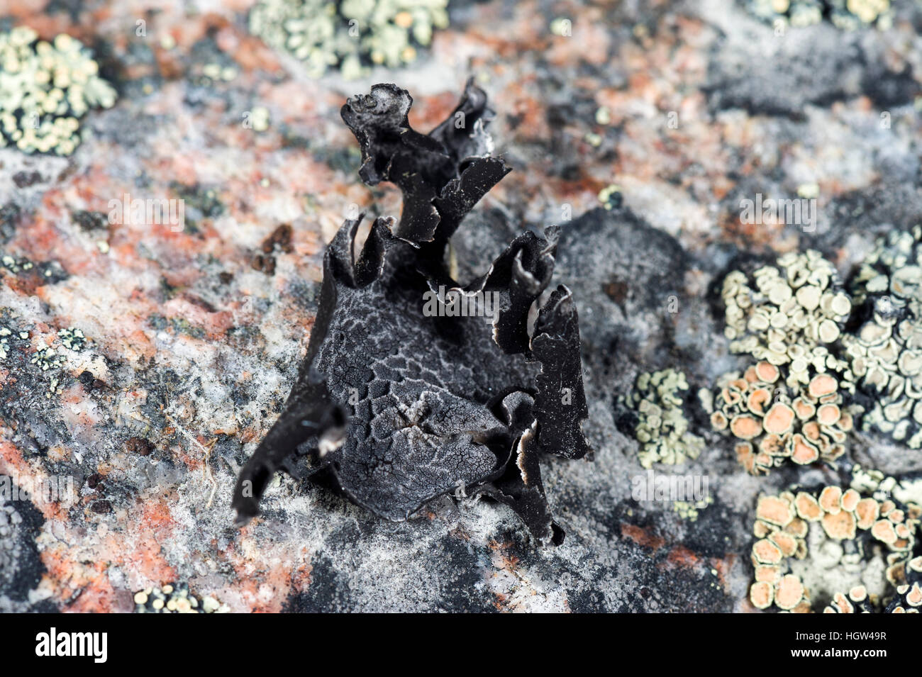 A colony of Rock Tripe lichens on a boulder Stock Photo - Alamy