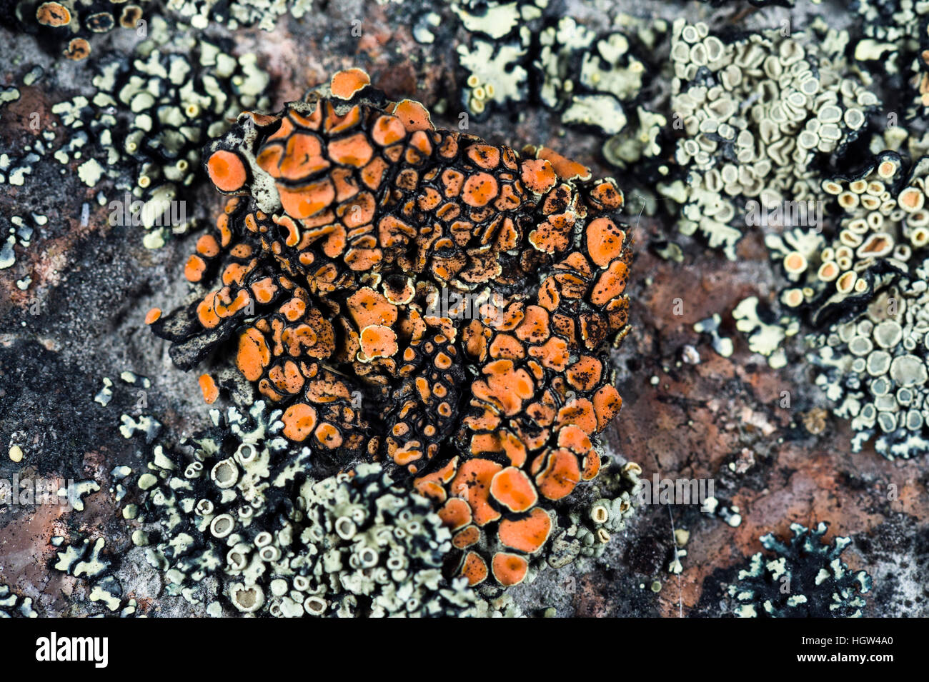 A bright orange lichen colony on a boulder in the arctic Stock Photo ...