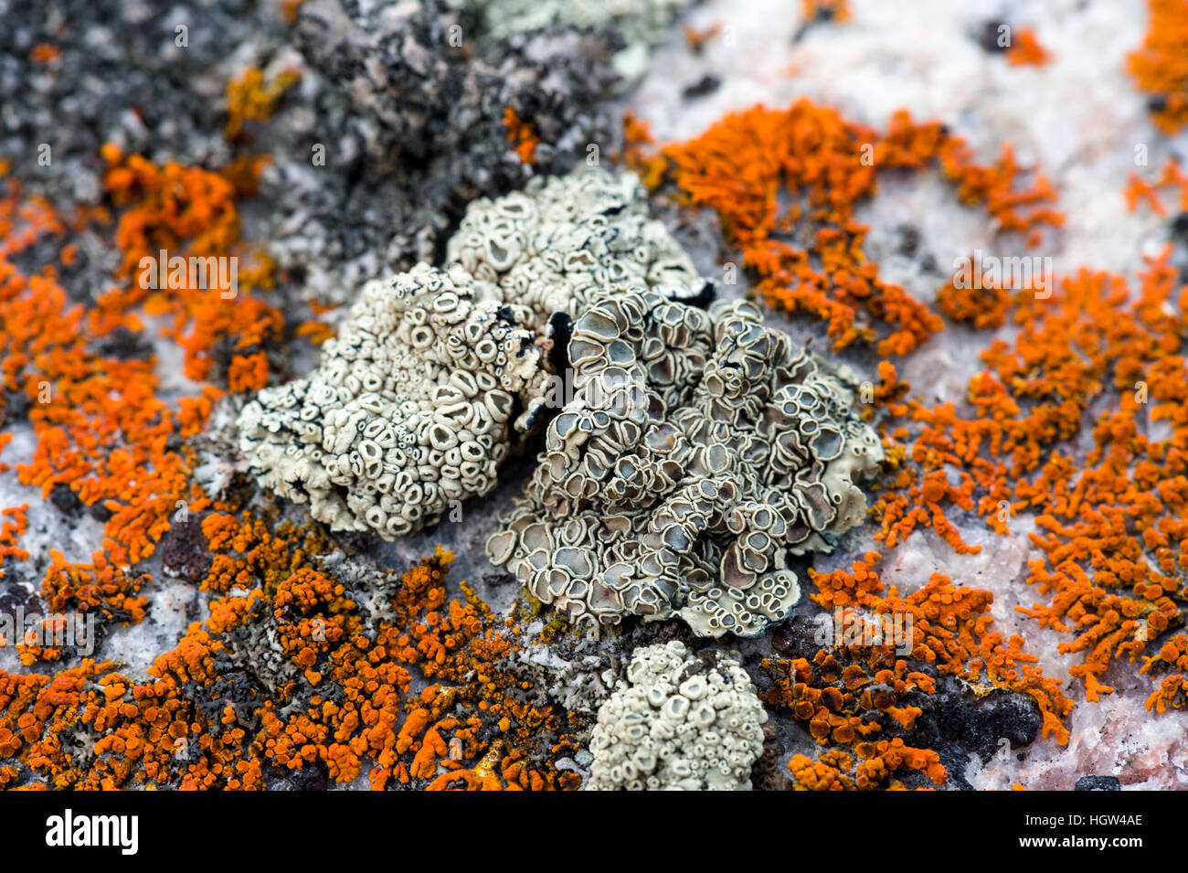 Bright orange lichen colony on hi-res stock photography and images - Alamy