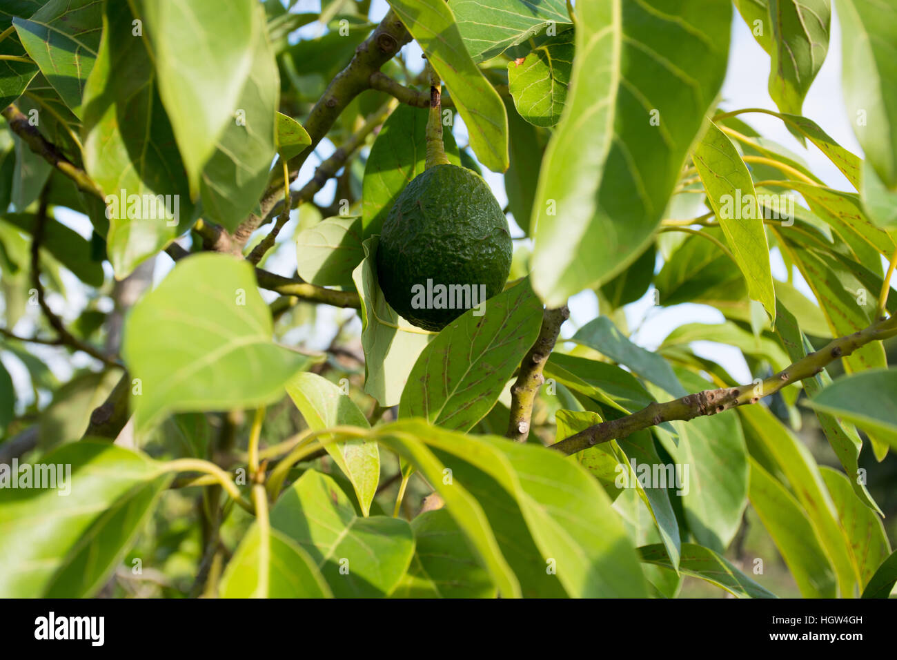 Green ripe avocado on the tree, avocado plantation - healthy food Stock ...