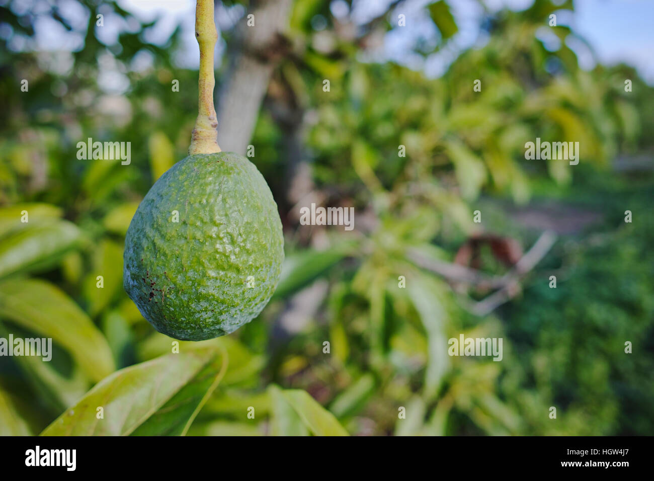 Green ripe avocado on the tree, avocado plantation - healthy food Stock ...