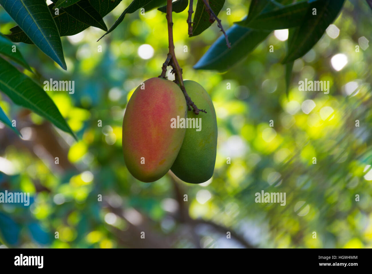 Tasty mango fruits riping on the tree, mango plantations Stock Photo ...
