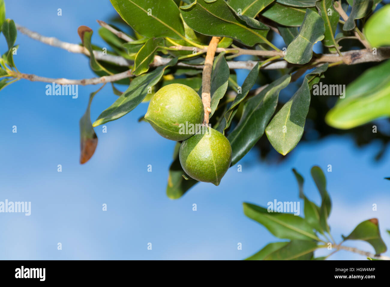 Macadamia nuts on the evergreen tree, macadamia plantation - expensive ...