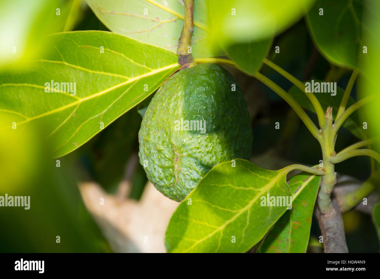 Green ripe avocado on the tree, avocado plantation - healthy food Stock ...