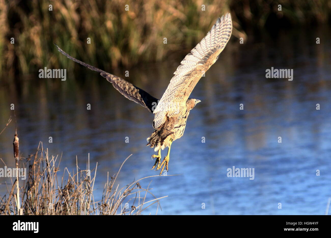 Eurasian Bittern (Botaurus stellaris) taking off into flight Stock ...