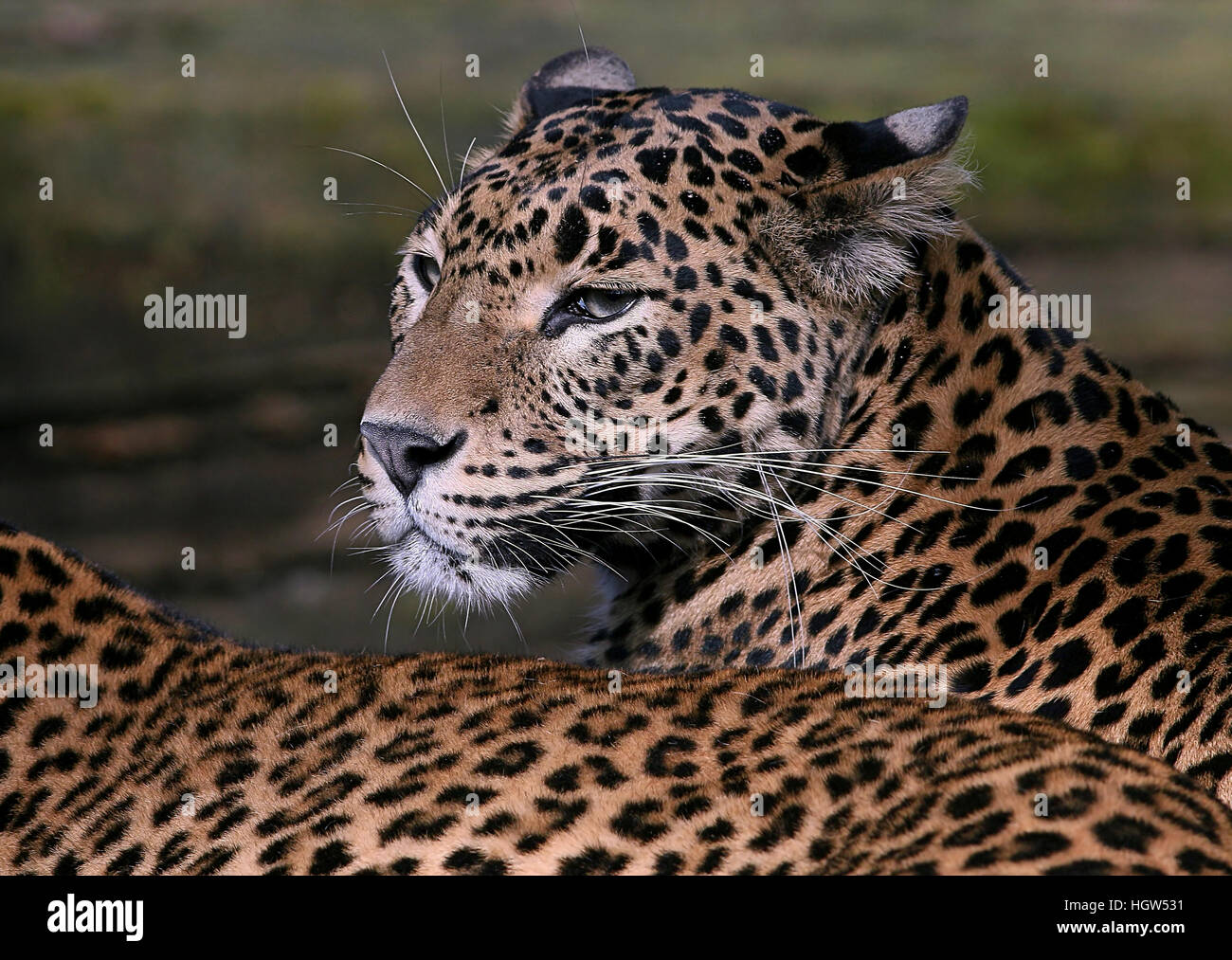 Female Sri Lankan Leopard / Panther (Panthera pardus kotiya Stock Photo ...
