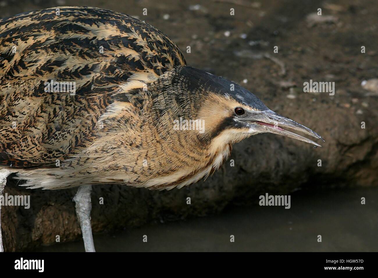 Closeup of a Eurasian Bittern (Botaurus stellaris) wading & fishing ...