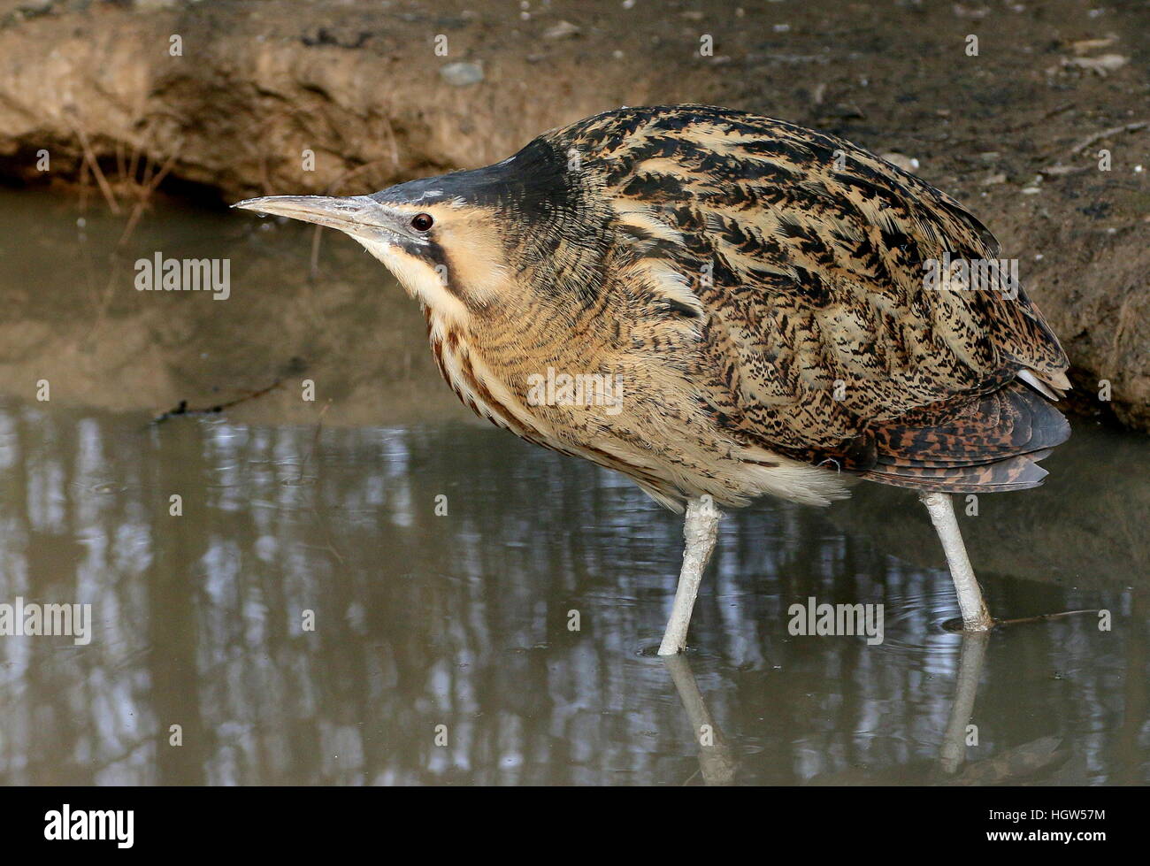 Eurasian Bittern (Botaurus stellaris) wading & fishing Stock Photo - Alamy