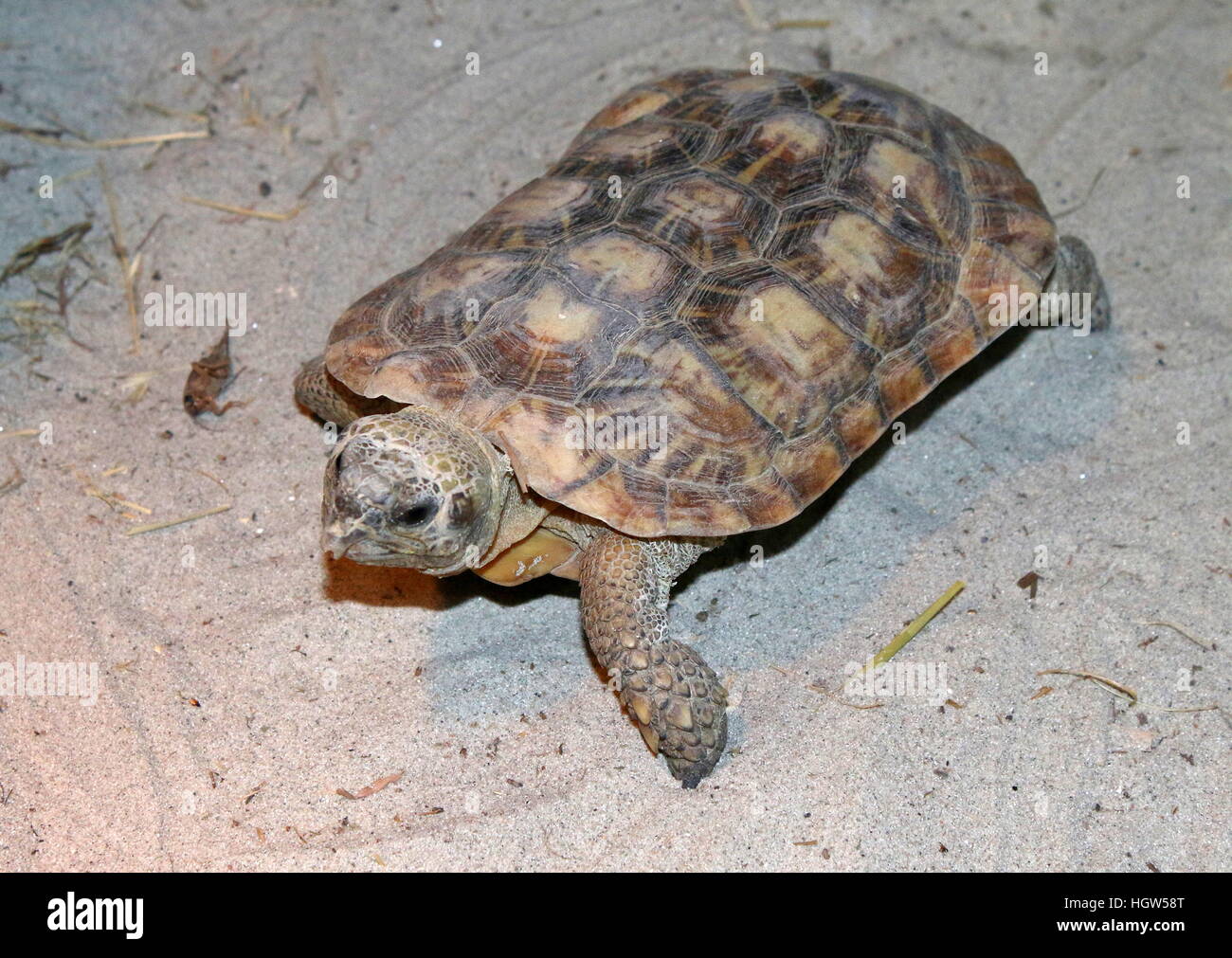 African Pancake tortoise (Malacochersus tornieri, Testudo tornieri ...