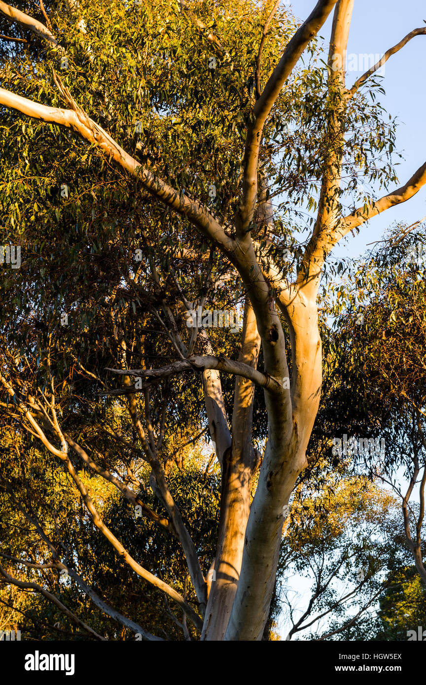 Spotted gum hi-res stock photography and images - Alamy