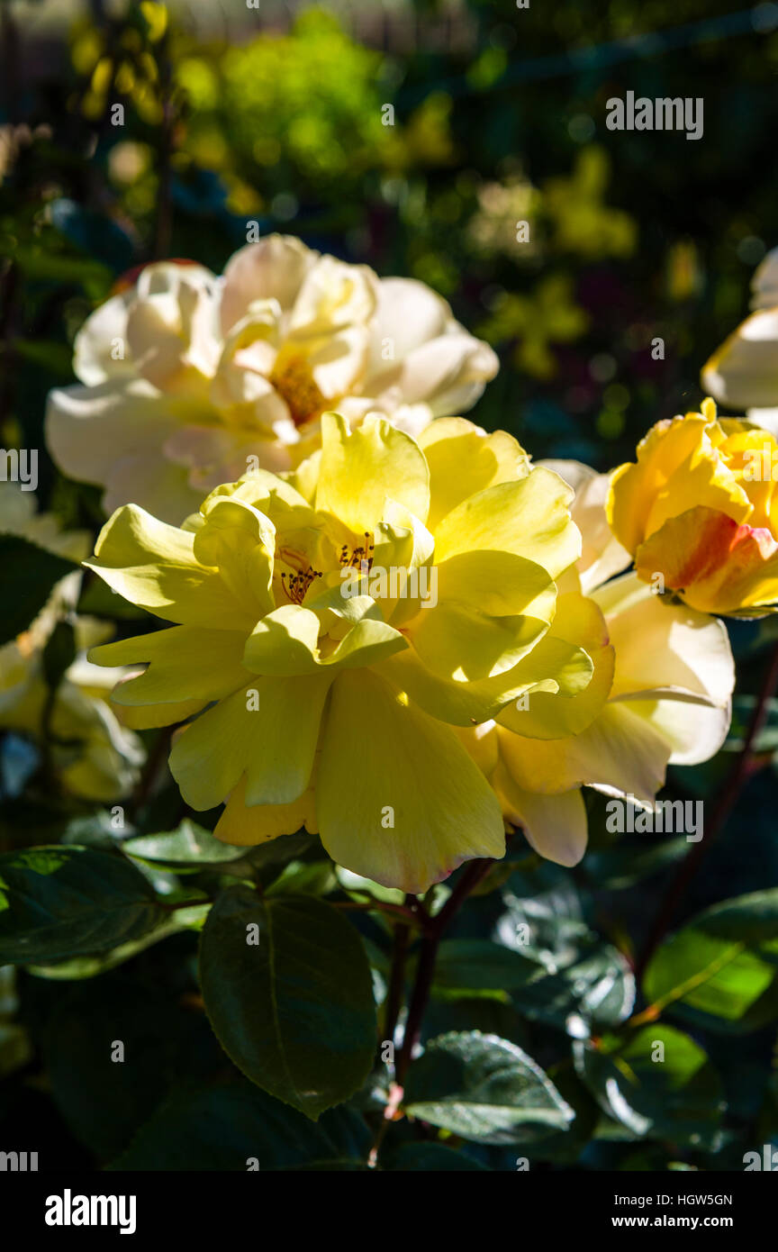 Rose Petals Falling Stock Photos & Rose Petals Falling Stock Images - Alamy