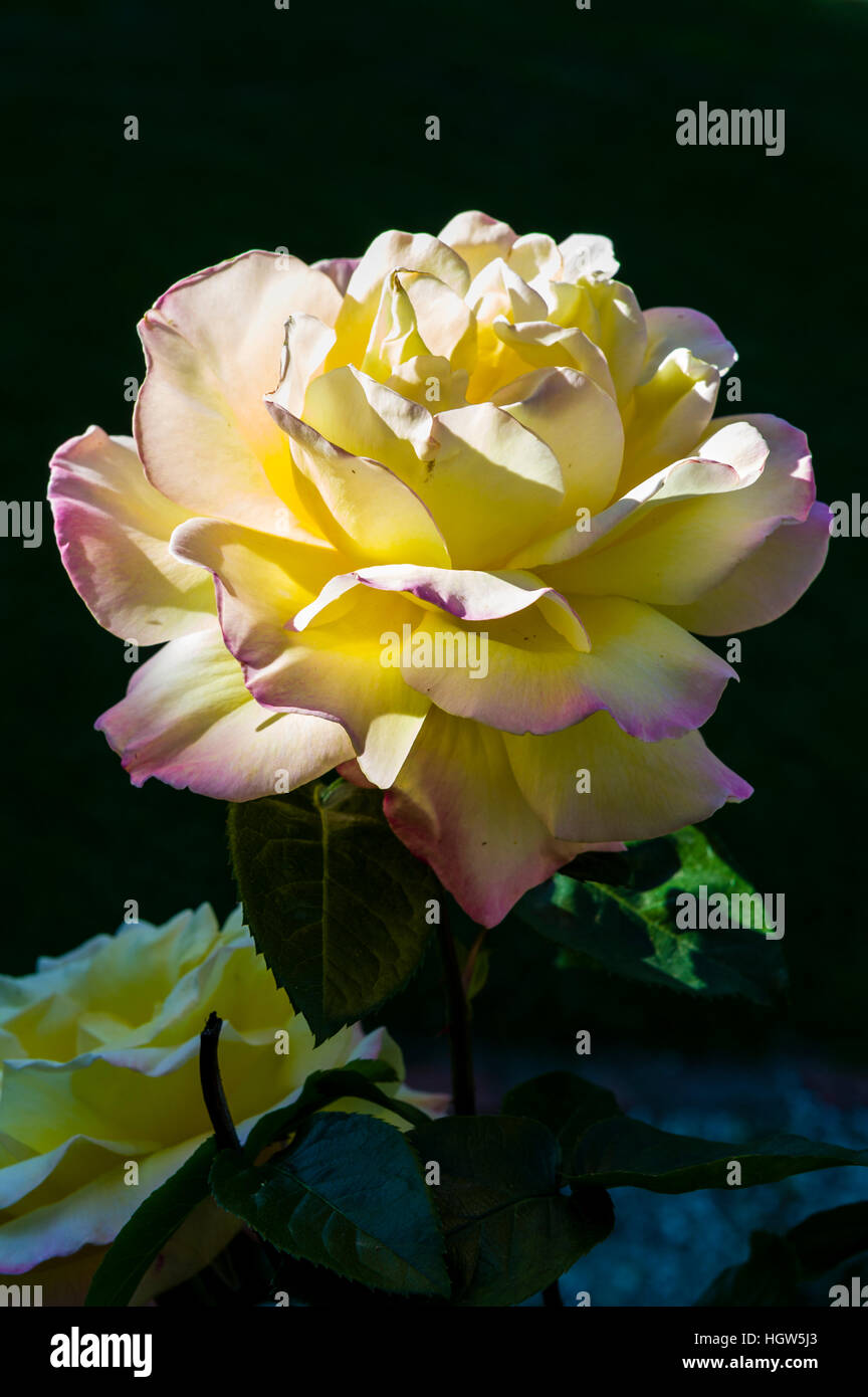 Rosa peace madame a meilland rose peace hybrid tea hi-res stock ...