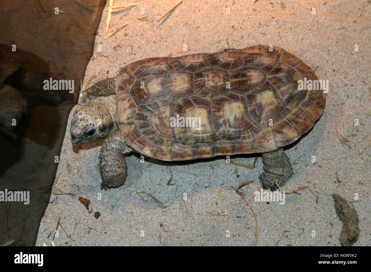African Pancake tortoise (Malacochersus tornieri, Testudo tornieri ...
