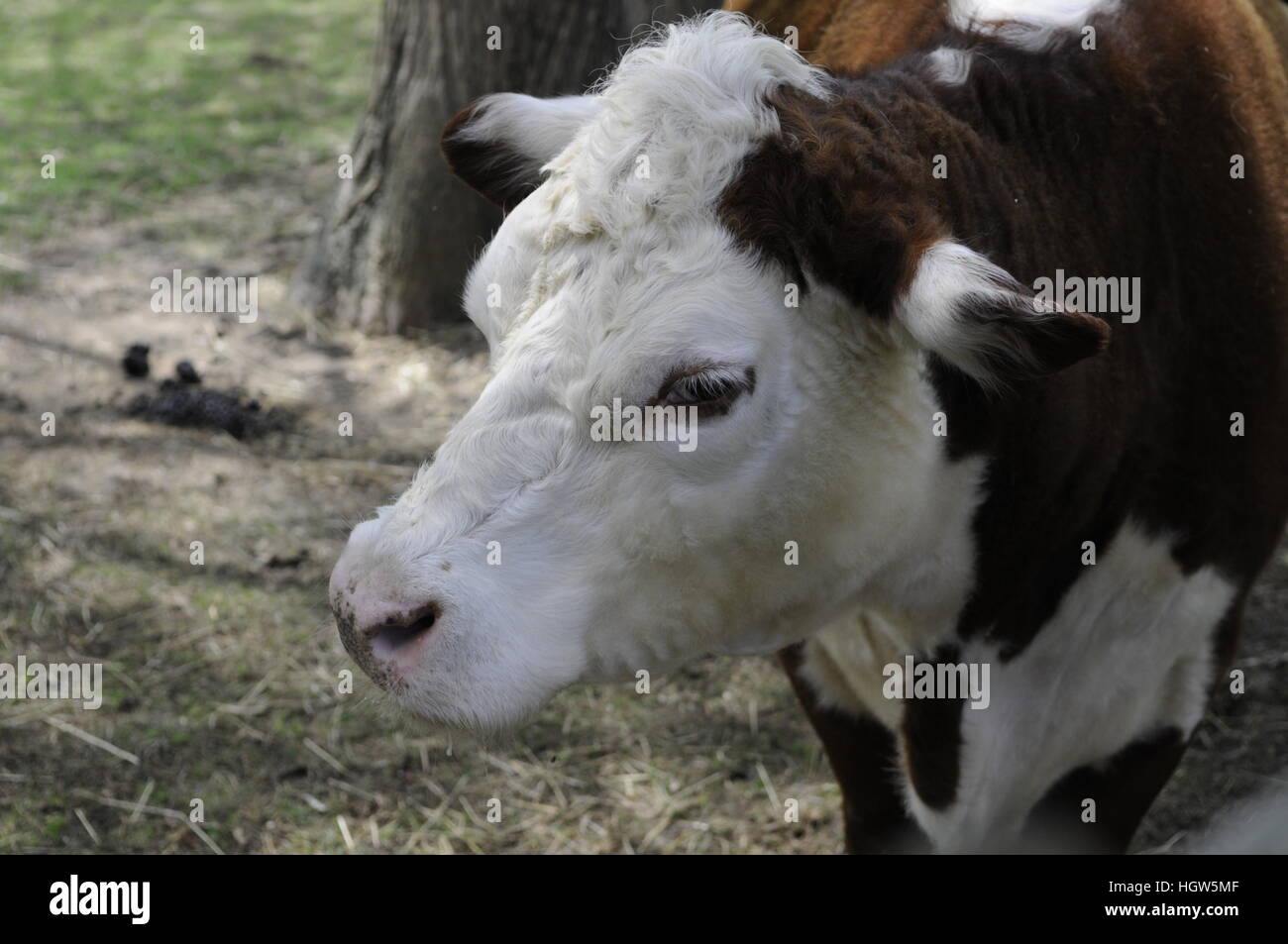 Cow ears hi-res stock photography and images - Alamy