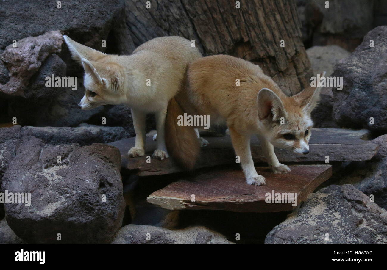 Two North African / Saharan Fennec Foxes (Fennecus zerda Stock Photo ...