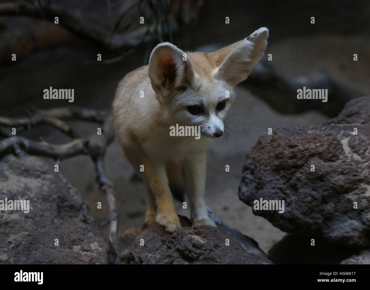 Inquisitive North African / Saharan Fennec Fox (Fennecus zerda) at dusk ...