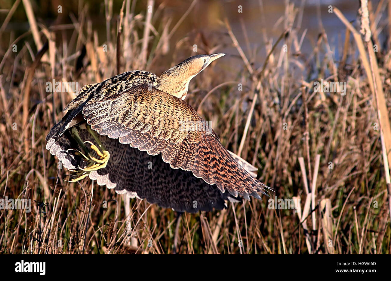 Spooked European Bittern (Botaurus stellaris) taking off into flight ...