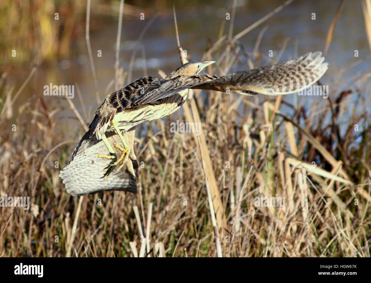 Eurasian Bittern (Botaurus stellaris) in flight on take off Stock Photo ...