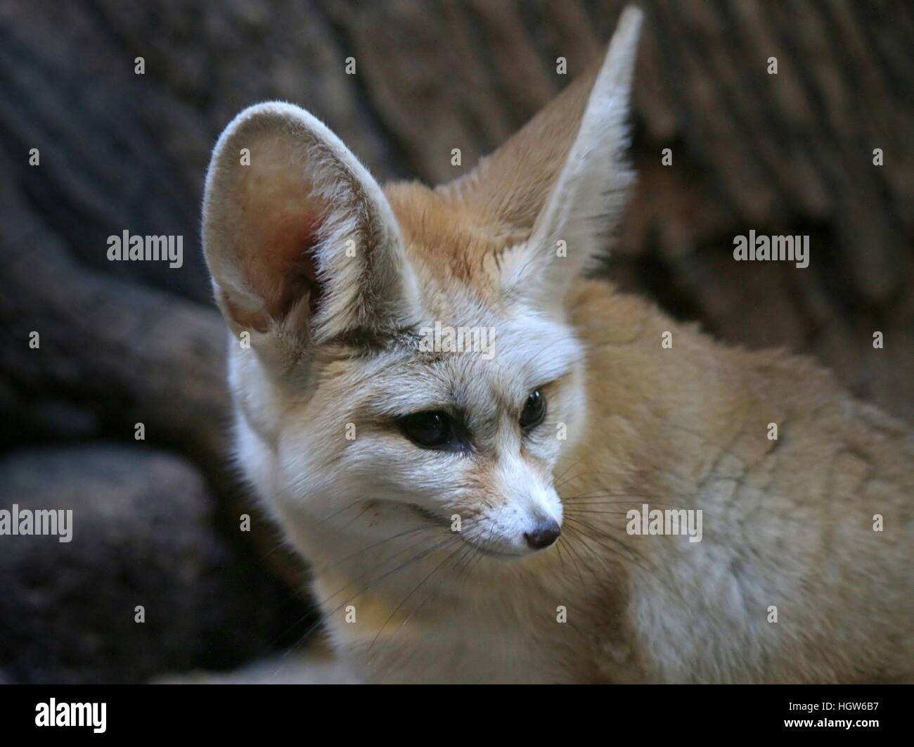 Female North African / Saharan Fennec Fox (Fennecus zerda) in close-up ...
