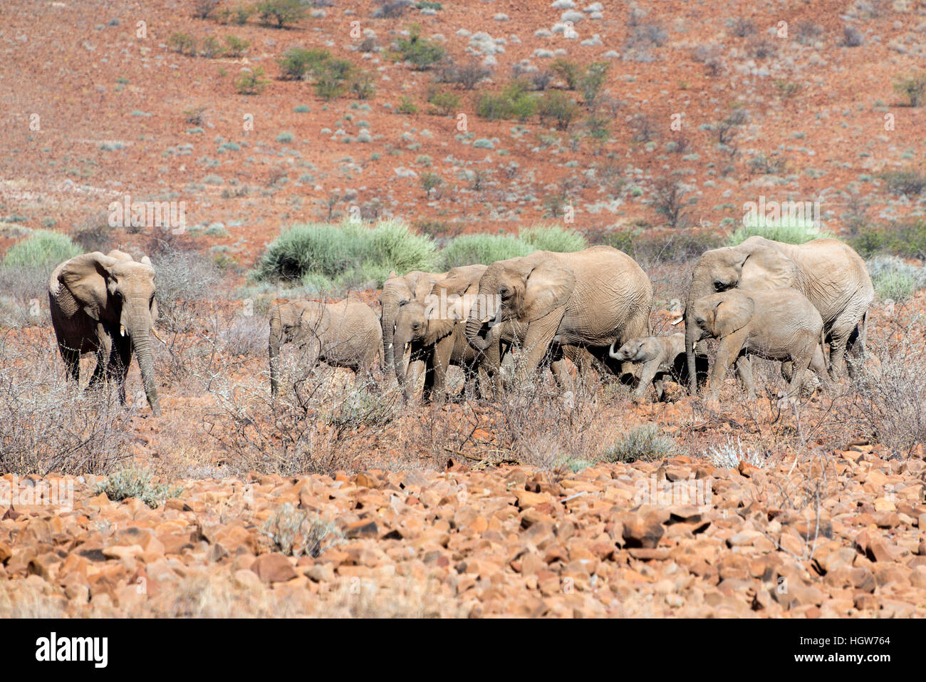 African Desert Elephant, Damaraland, Namibia, (Loxodonta africana Stock ...