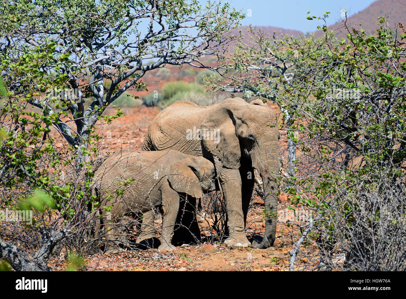 African desert elephant hi-res stock photography and images - Alamy