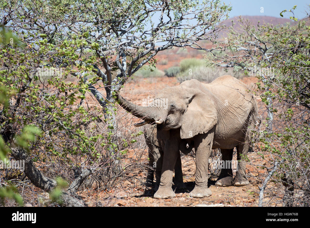 African desert elephant hi-res stock photography and images - Alamy