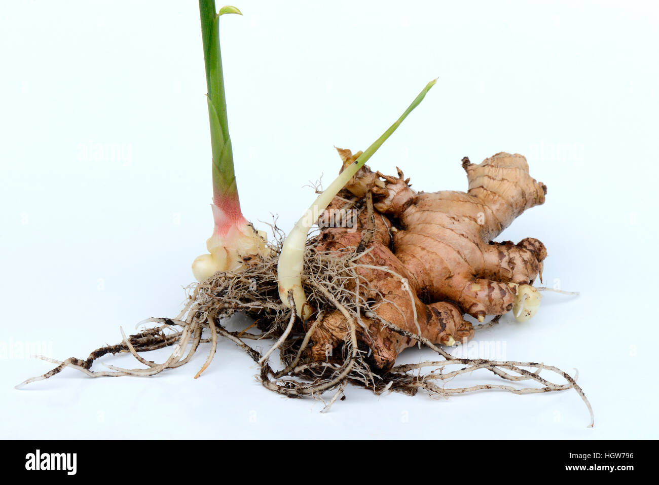 Ingwerwurzel mit frischem Austrieb, Zingiber officinale Stock Photo - Alamy