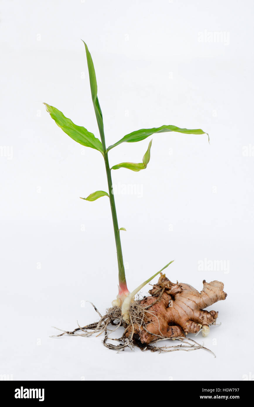Ingwerwurzel mit frischem Austrieb, Zingiber officinale Stock Photo - Alamy