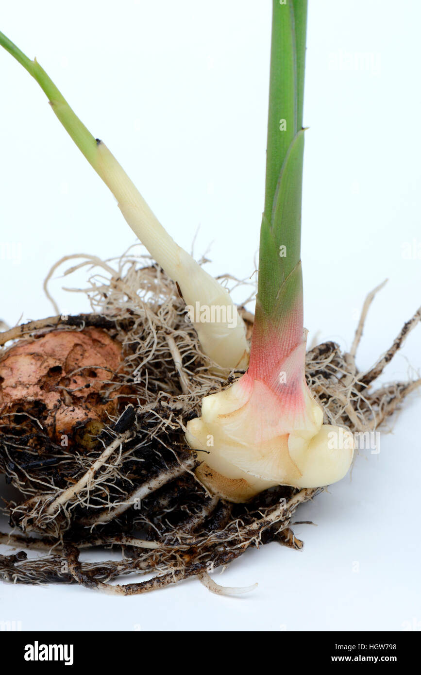 Ingwerwurzel mit frischem Austrieb, Zingiber officinale Stock Photo - Alamy