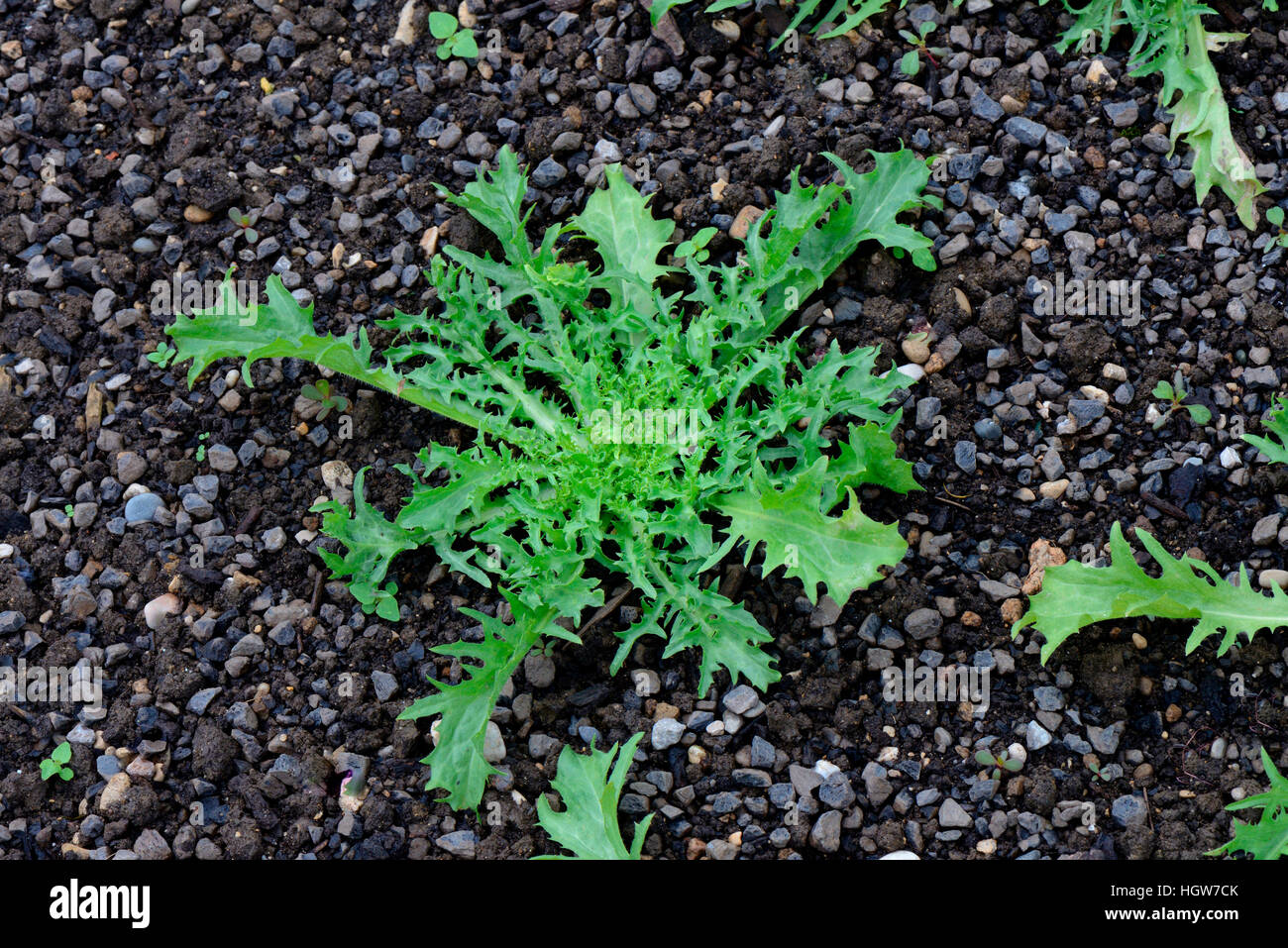 Cichorium endivia hi-res stock photography and images - Alamy