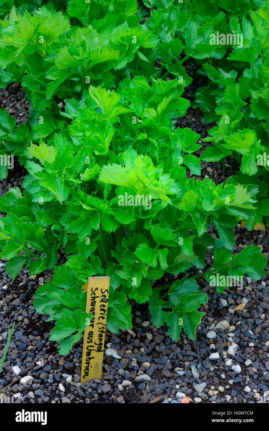 Stangensellerie, Sorte Schwarzer aus Umbrien, Sedano nero, Apium ...