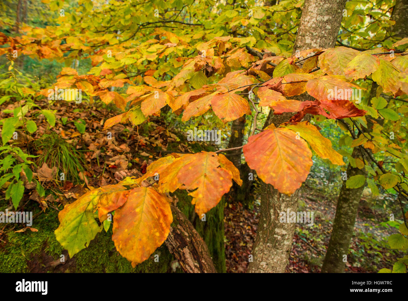 Atmosphere and the colors of autumn in Italy Stock Photo - Alamy