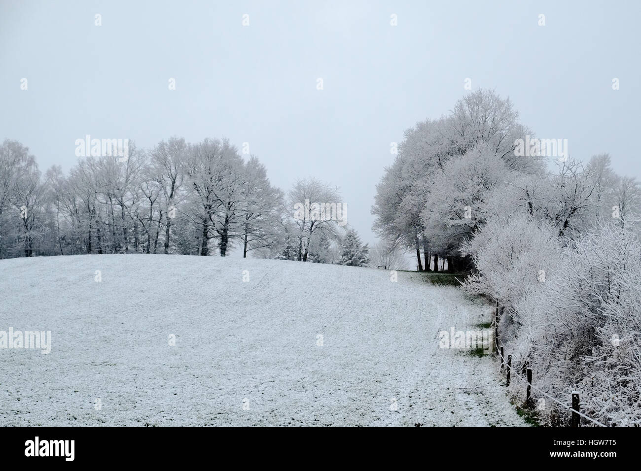 White snowy rolling meadow with trees with snow Stock Photo - Alamy