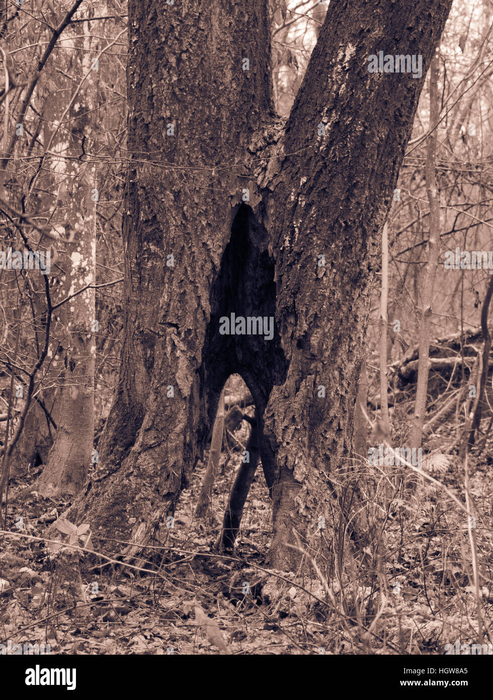 Unique tree hi-res stock photography and images - Alamy