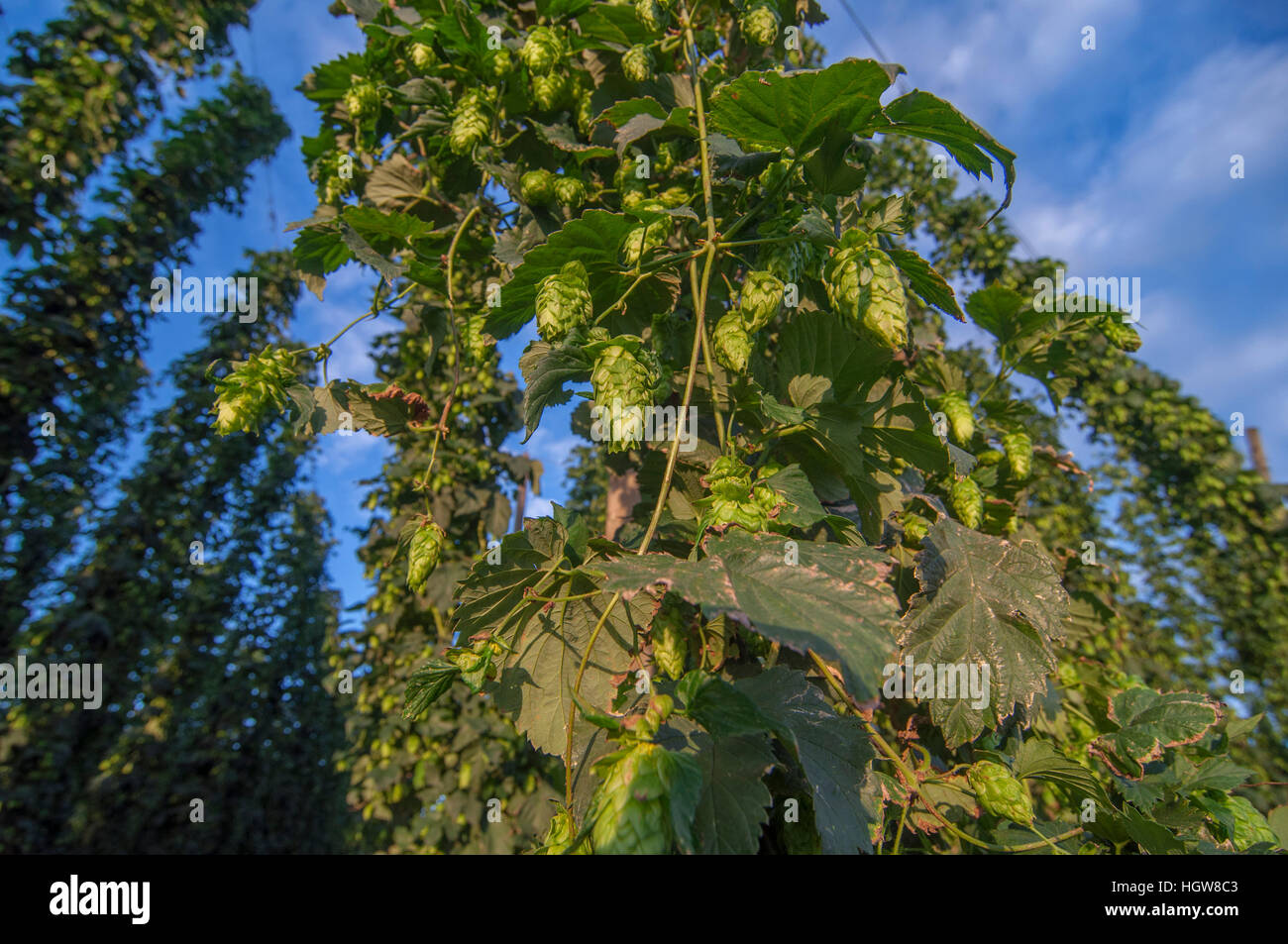 Hop yard hi-res stock photography and images - Alamy