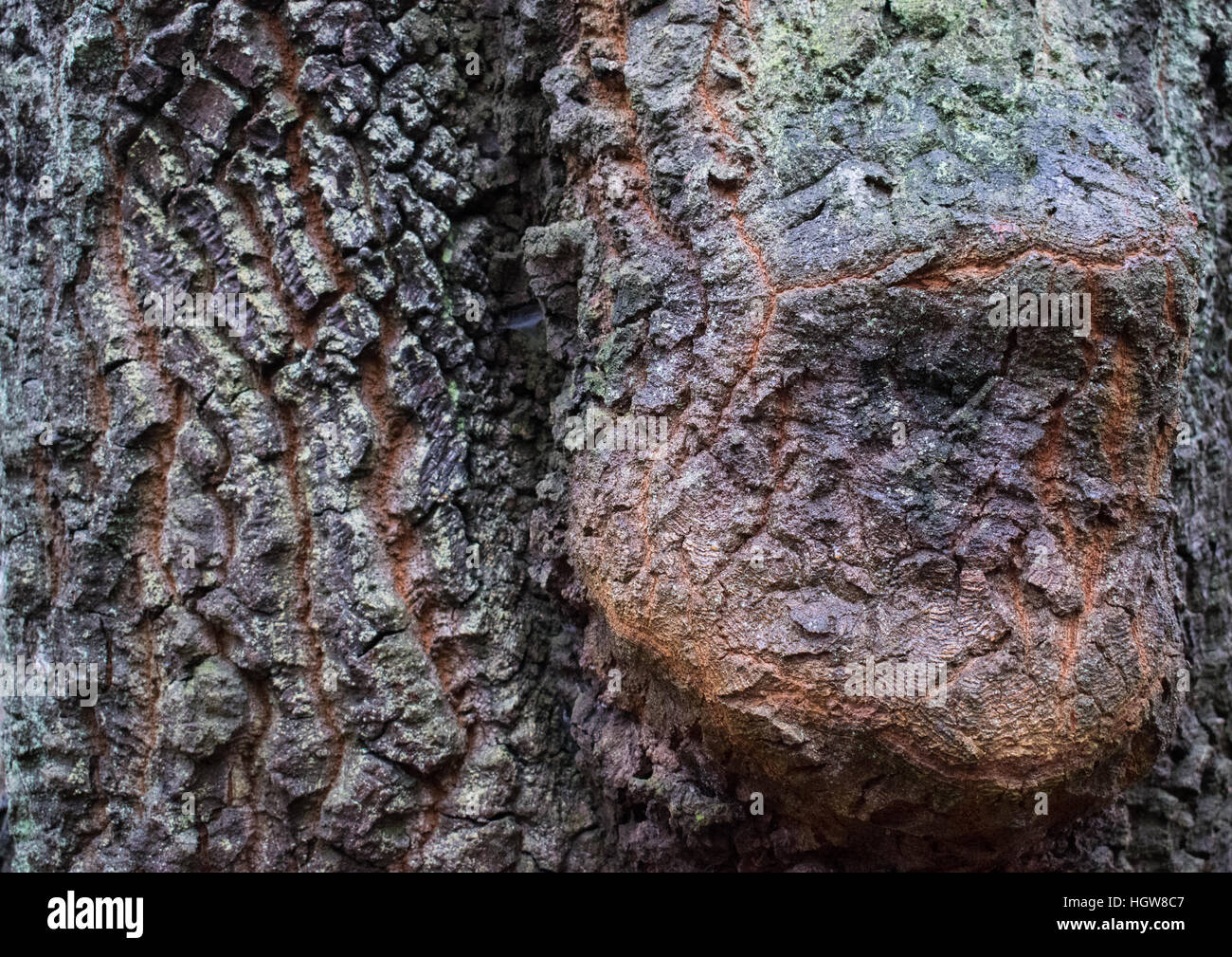 Crust of tree hi-res stock photography and images - Alamy