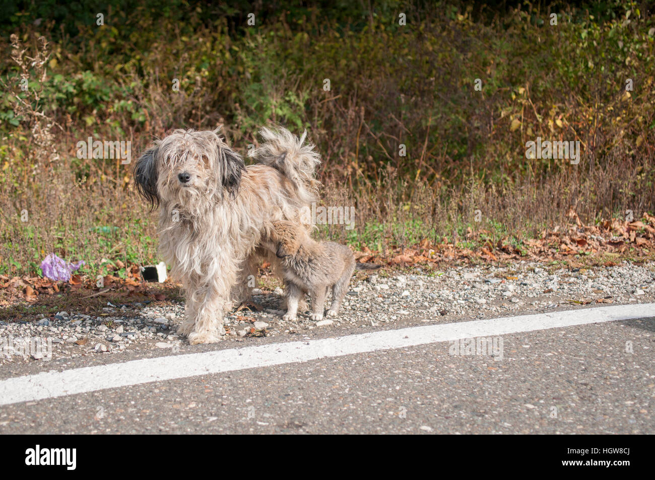 Stray dogs hi-res stock photography and images - Alamy