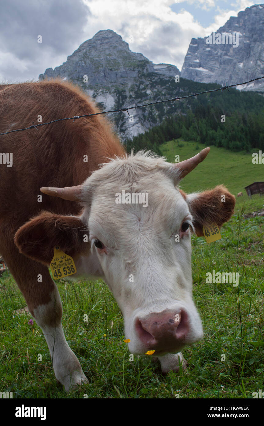Domestic Cattle, cow, Upper Bavaria, Alps, Berchtesgaden Alps, Watzmann ...