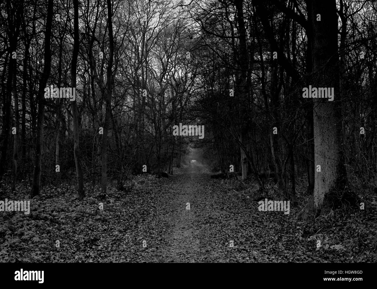 Moody forest pathway Black and White Stock Photos & Images - Alamy