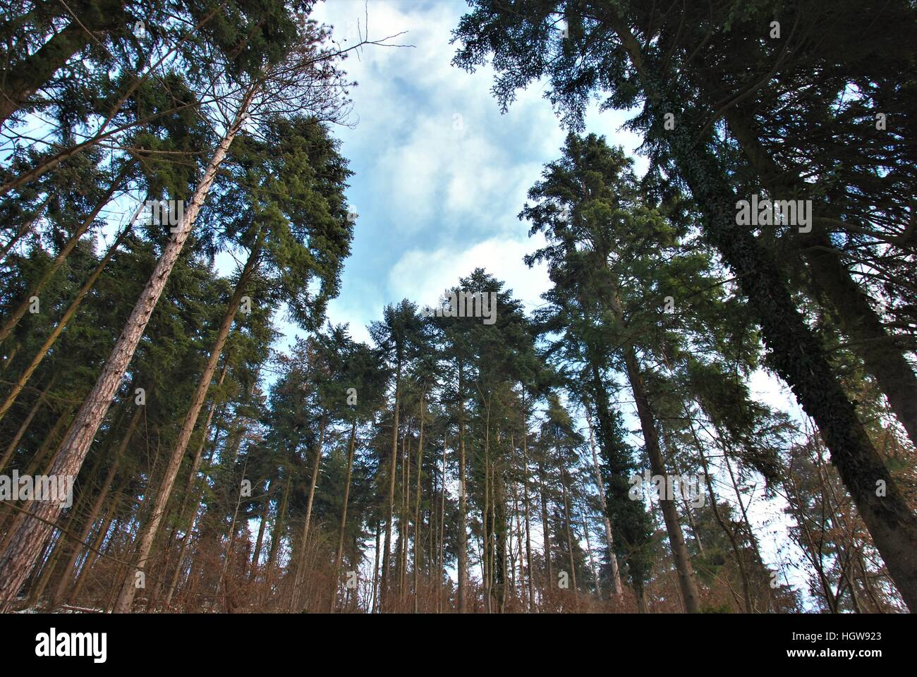 Tall large hi-res stock photography and images - Alamy