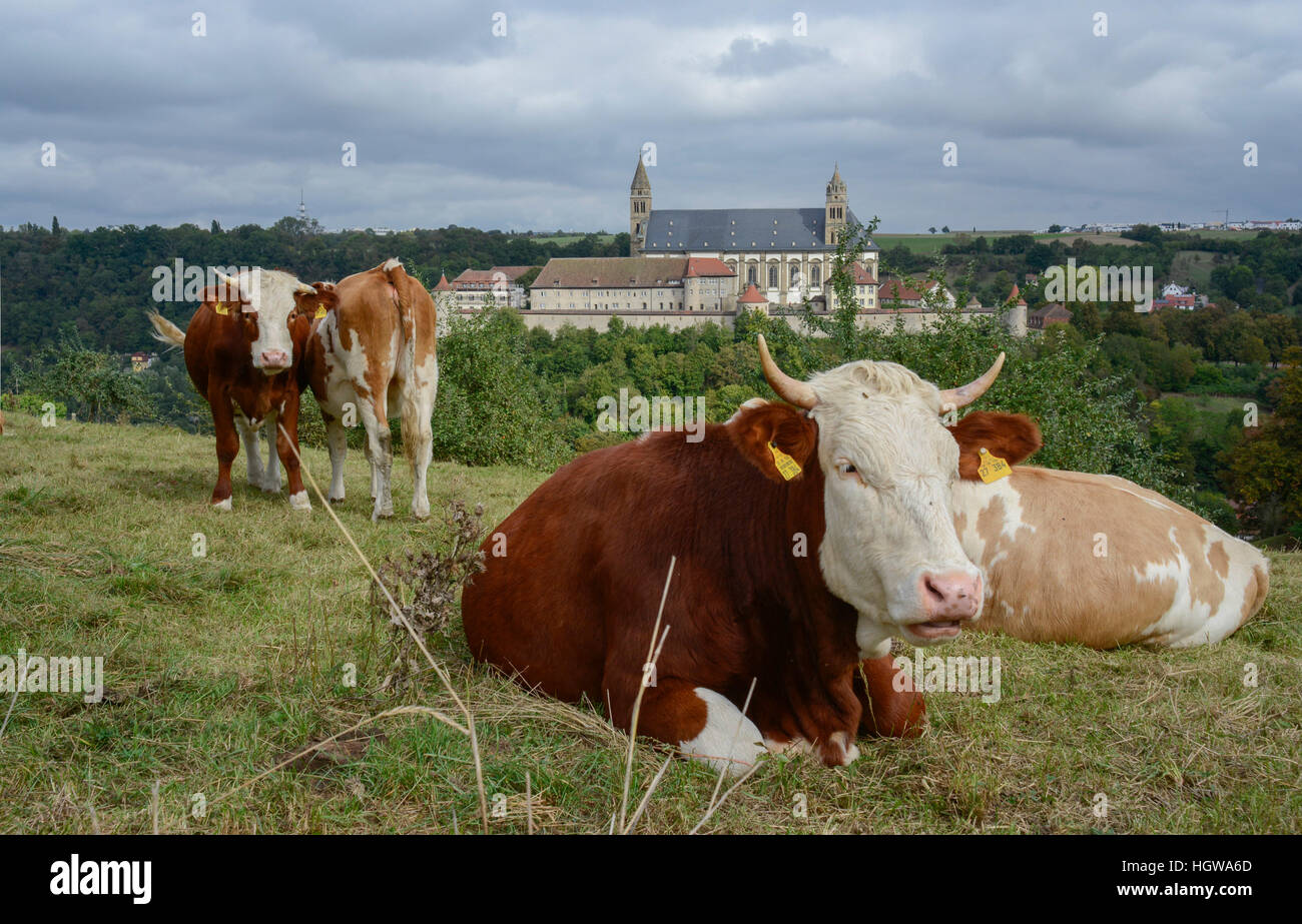 domestic cattle, castle Comburg, Baden-Wuerttemberg, Schwaebisch Hall ...