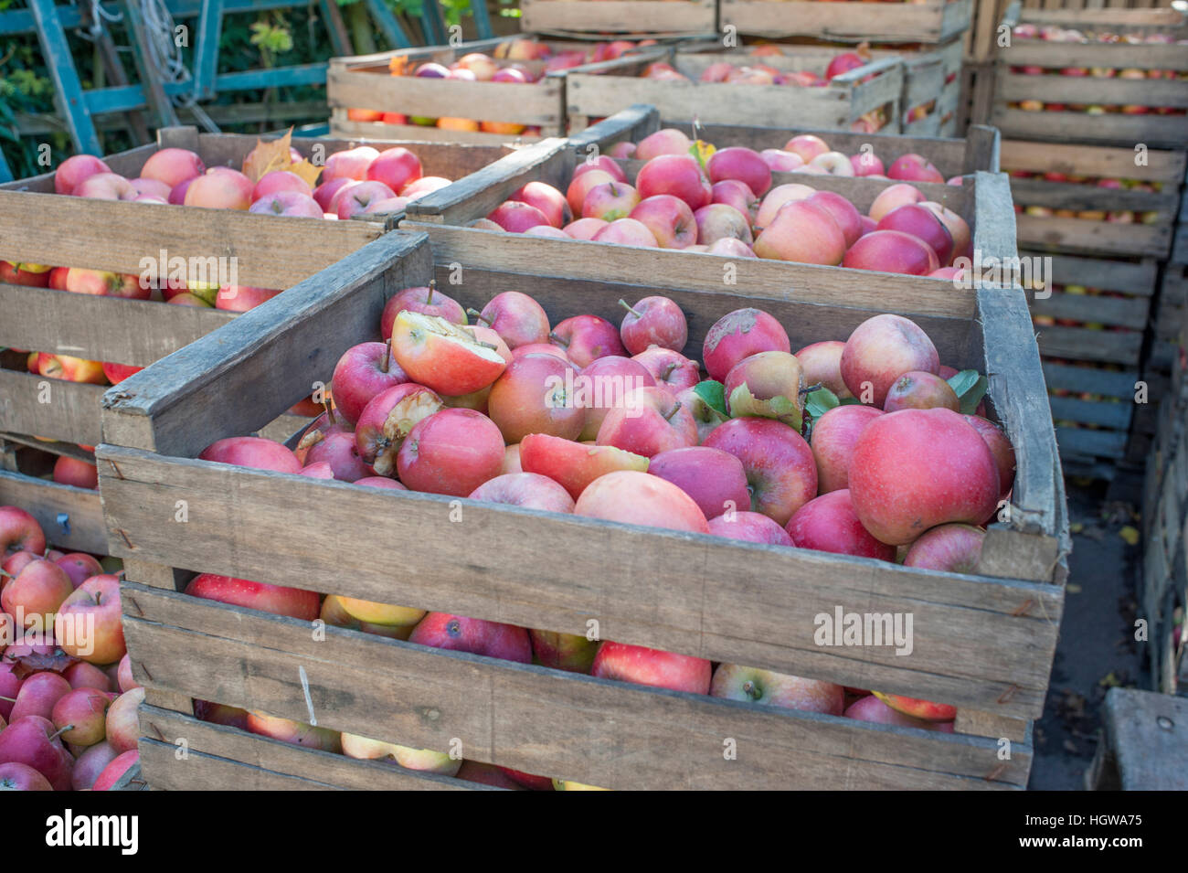 Fruit harvesting in Autumn, Baden-Wuerttemberg, Germany, Swabian ...