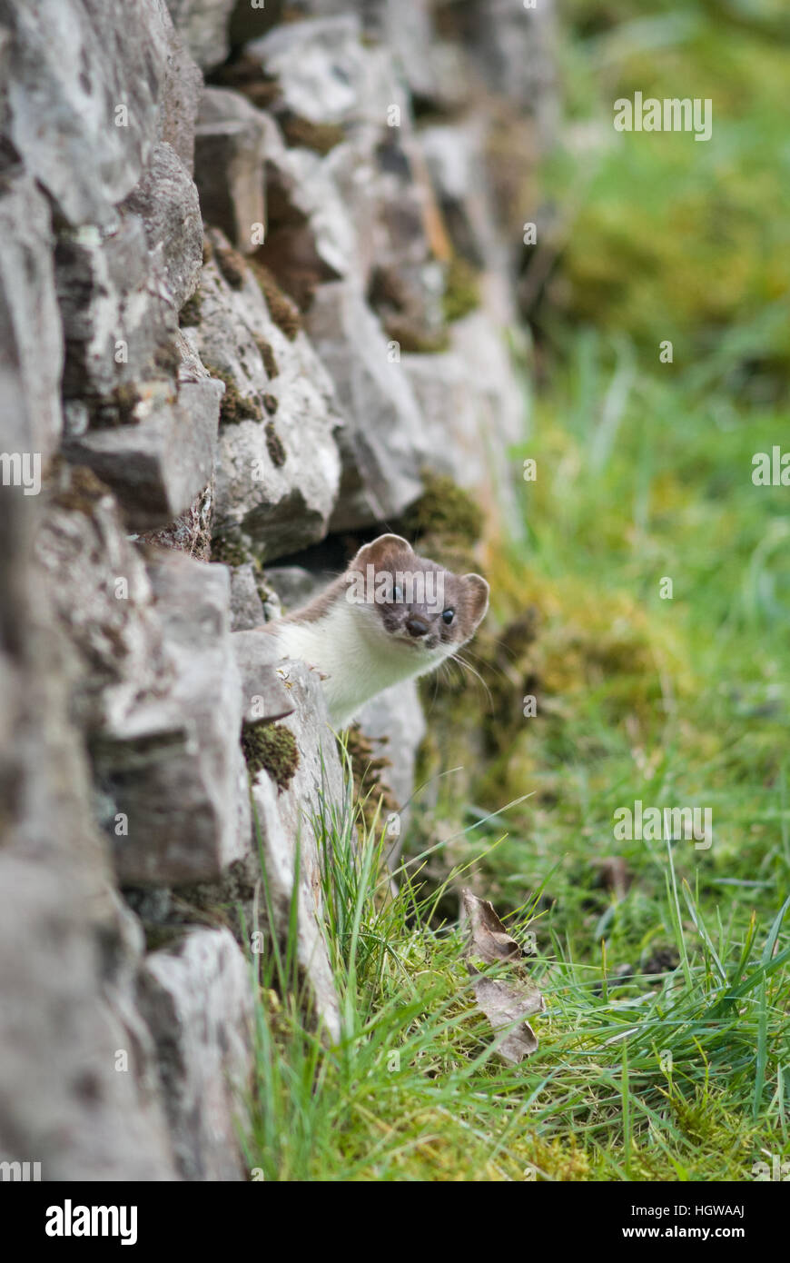 From lookout hide hi-res stock photography and images - Alamy